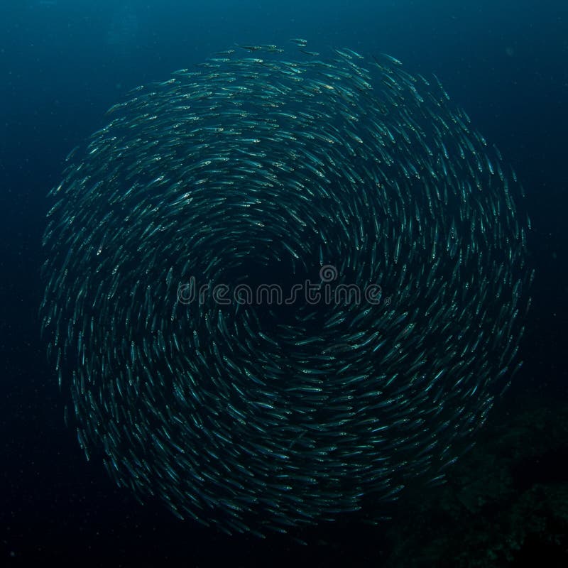 A School of Small Fish Forms a Swirling, Circular Pattern Underwater ...