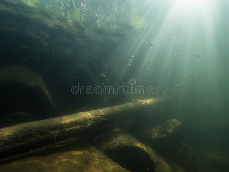 School of Small Perch Swimming in Forest Lake with Sunken Logs and ...