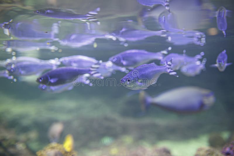 A School of Small, Shiny Fish Swims Together in a Fish Tank, Creating a ...