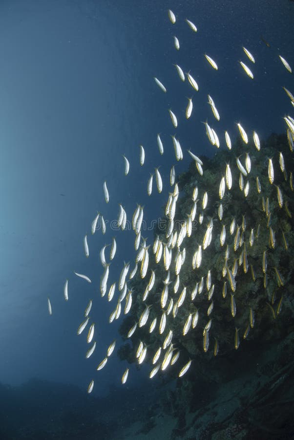 School of small silverfish stock image. Image of group - 16525189