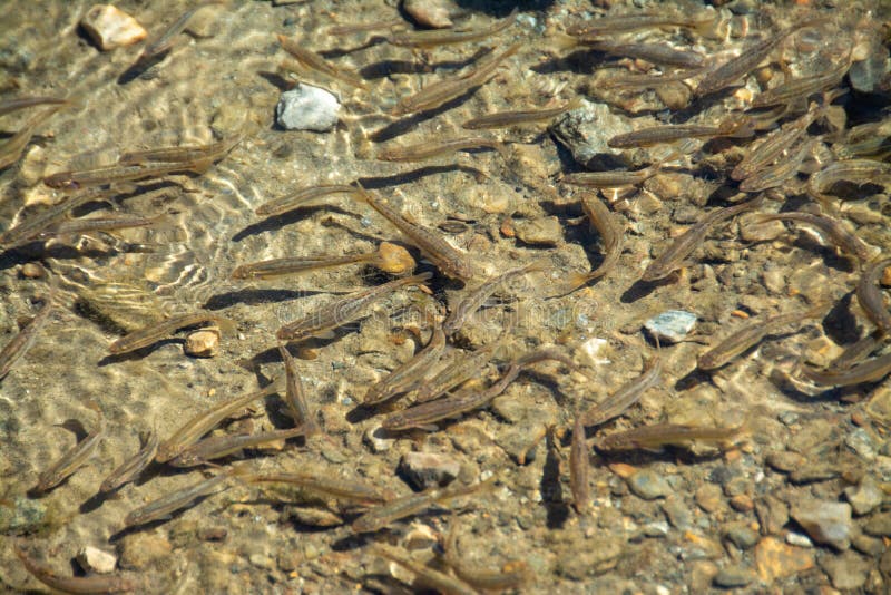 School of Small Trout Fish in the Water Stock Photo - Image of trout ...