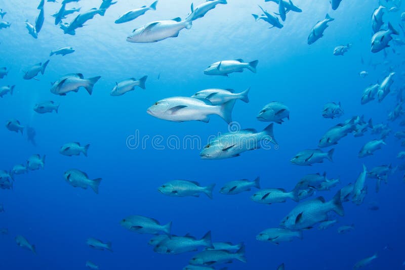 School of snapper stock photo. Image of dive, animal - 20622684