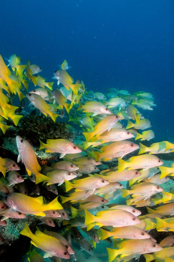 School of snapper stock photo. Image of pacific, natural - 31577620