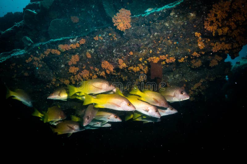 School of snapper stock photo. Image of cabo, deep, fisherie - 31578188