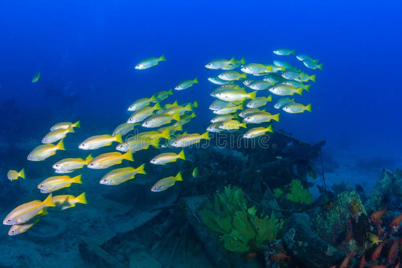 School of Snapper Near a Wreck Stock Image - Image of beauty, debris ...