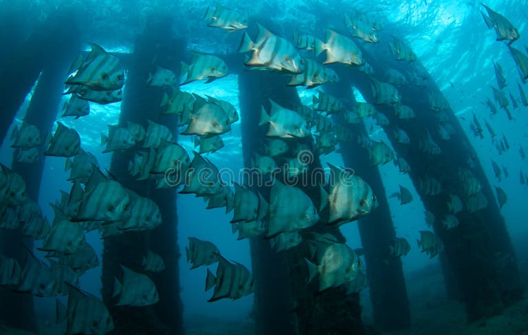 1,699 Blue Bridge School Stock Photos - Free & Royalty-Free Stock ...