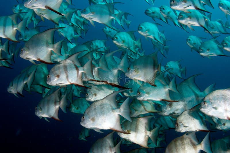 School of Spadefish stock image. Image of scuba, underwater - 25756113