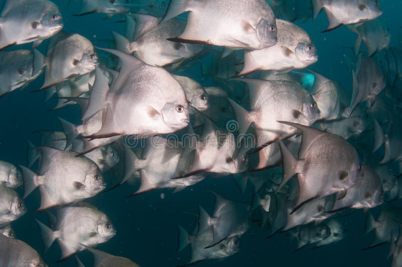 School of Spadefish Swimming in the Ocean. Stock Photo - Image of coral ...