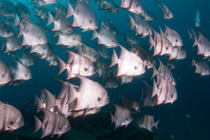 School of Spadefish stock photo. Image of tropical, lateral - 17473810