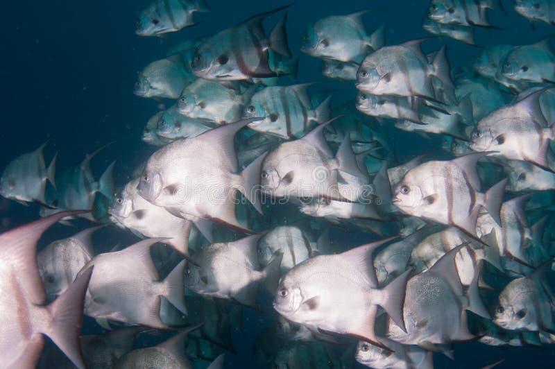 School of Spadefish Swimming in the Ocean. Stock Image - Image of ocean ...
