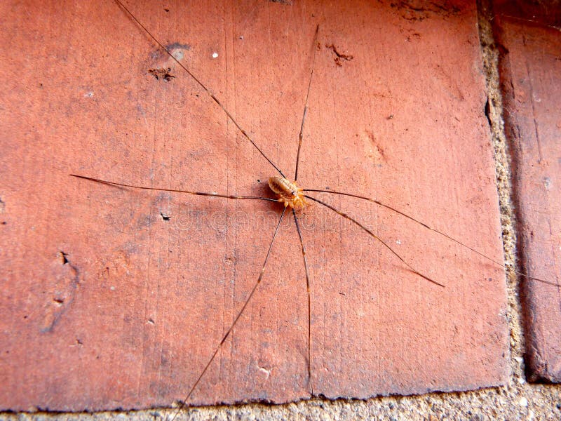 School spider stock photo. Image of wall, arachnids, spider - 44470170