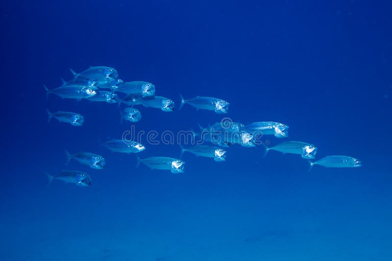 School of Striped Mackerel stock photo. Image of tourism - 7656240