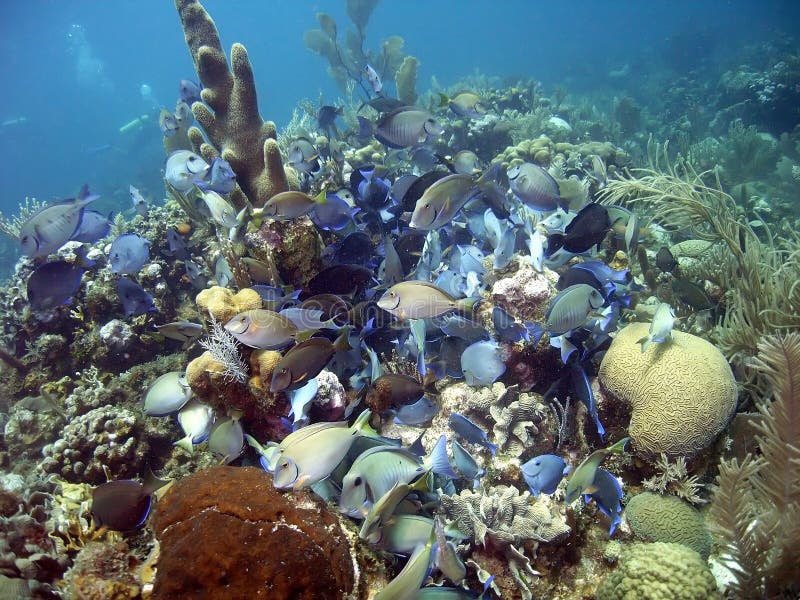 School of surgeonfish stock image. Image of acanthurus - 19557867