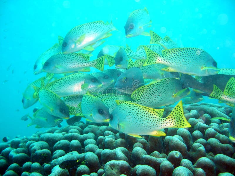 Lips Snappers Stock Photos - Free & Royalty-Free Stock Photos from ...