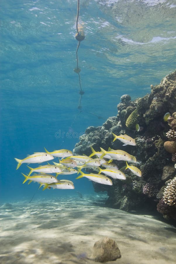 School Of Tropical Fish On A Shallow Coral Reef. Stock Photo - Image of ...