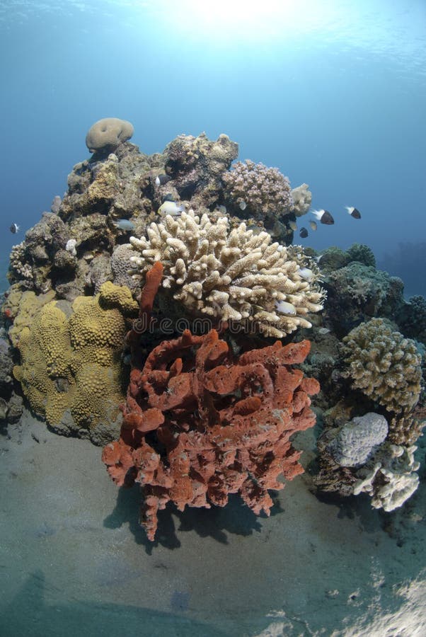 School Of Tropical Fish In Shallow Water Stock Photo - Image of hard ...