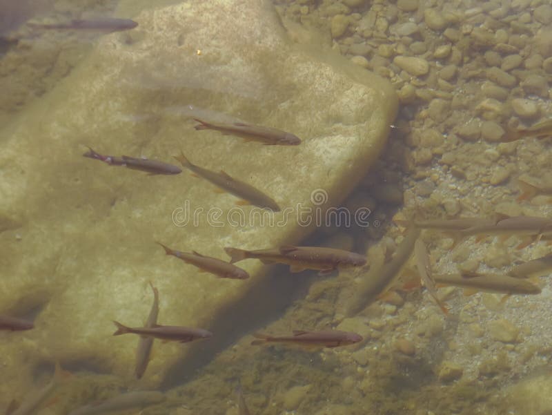 School of Trout Fish Swimming Under the Water of the Stream Stock Image ...