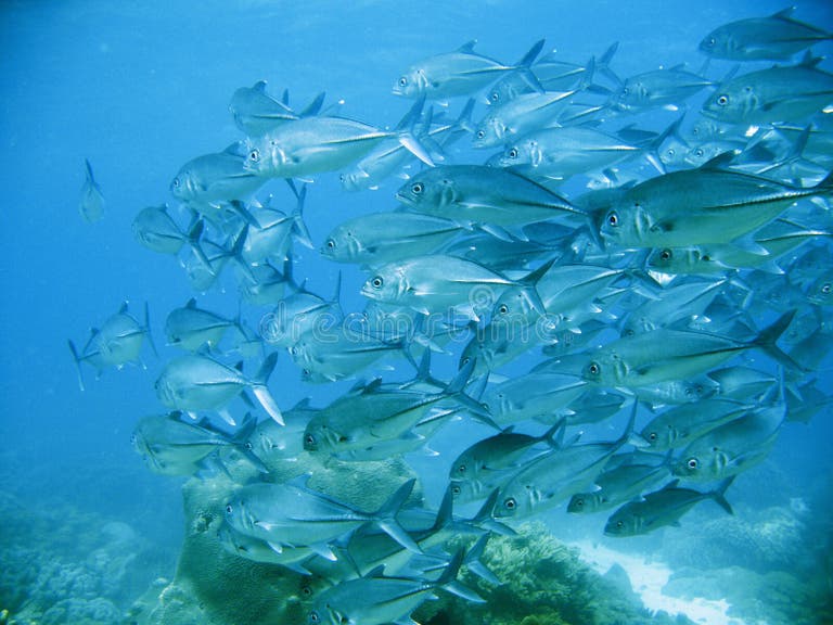 1,374 Tuna Caribbean Stock Photos - Free & Royalty-Free Stock Photos ...