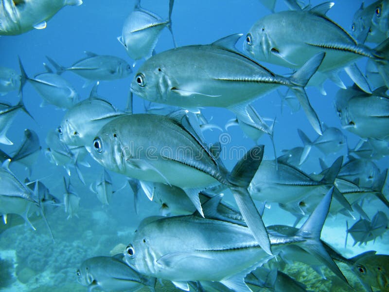 School of tuna stock image. Image of marine, natural, carangidae - 2040833