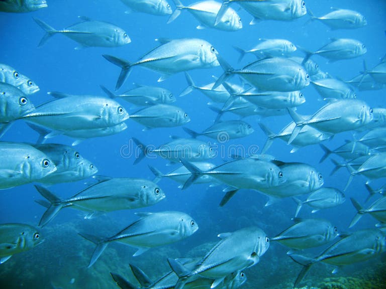 1,374 Tuna Caribbean Stock Photos - Free & Royalty-Free Stock Photos ...