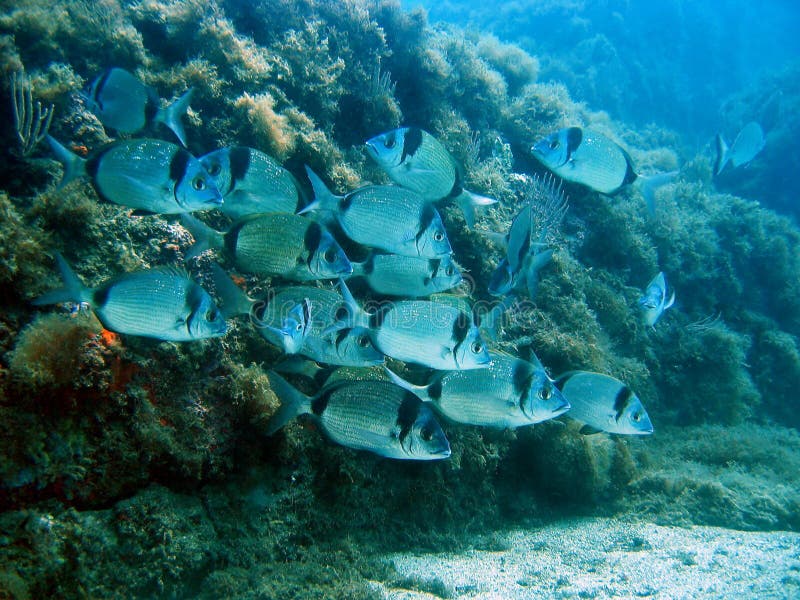 School of Two-band Sea Bream Stock Photo - Image of fish, mediterranean ...