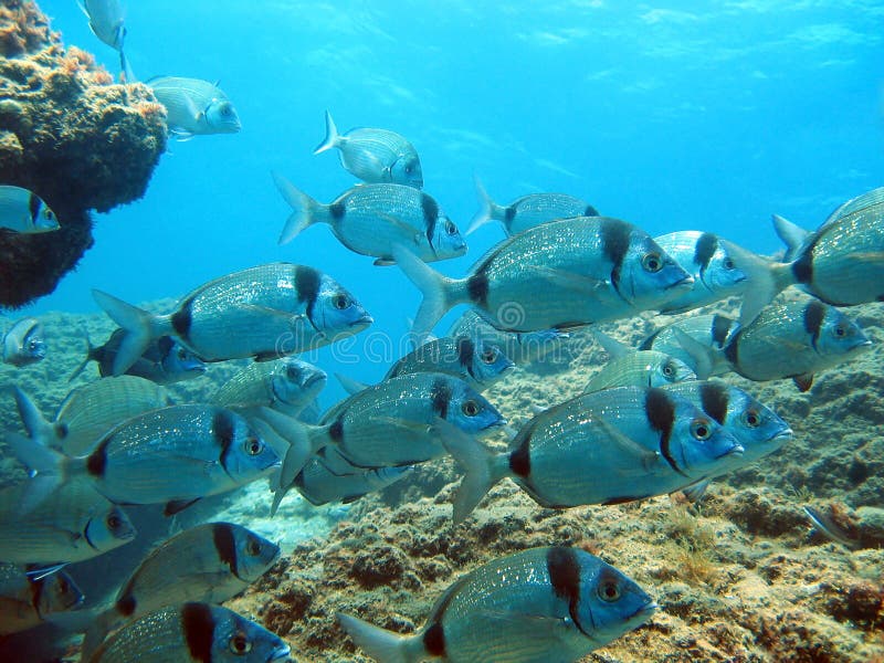 Two-banded bream stock photo. Image of fish, striped - 12625174