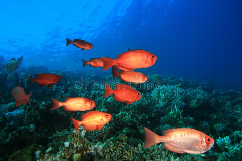 School tropische vissen stock foto. Image of zacht, overzees - 17966586