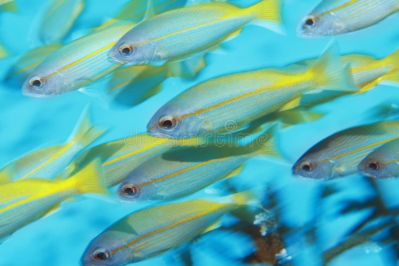 School Van Tropische Vissen in Oceaan Stock Foto - Image of ...