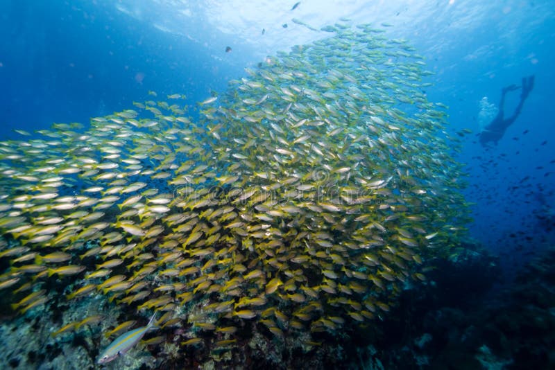 School van vissen stock afbeelding. Image of oceaan, vissen - 14948035