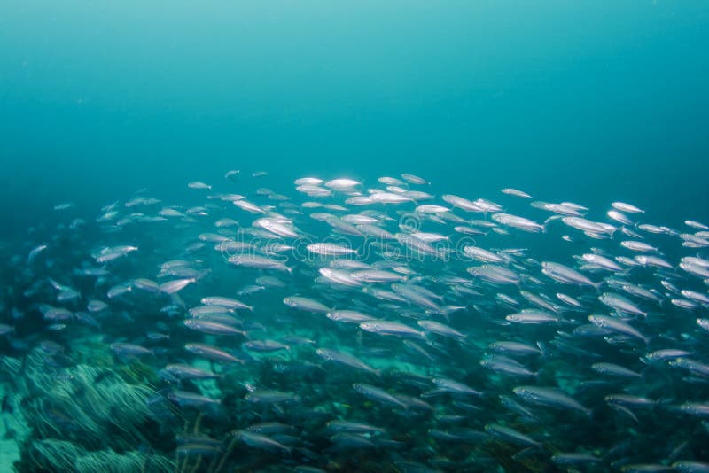 School van kleine vissen stock foto. Image of exotisch - 4002402