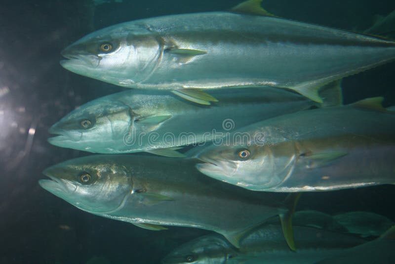 School van vissen stock foto. Image of water, zwemmen - 1641366
