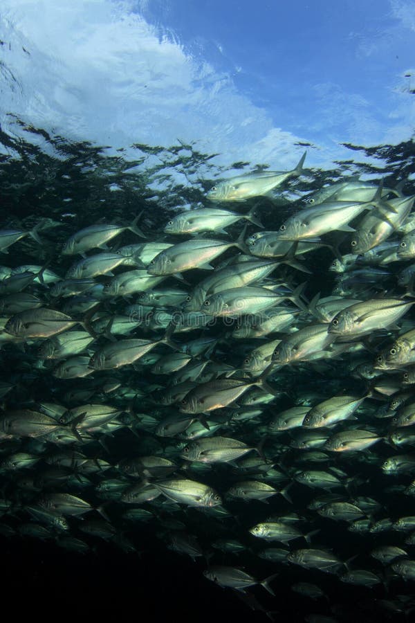 School van Vissen stock afbeelding. Image of milieu, vissen - 18542801