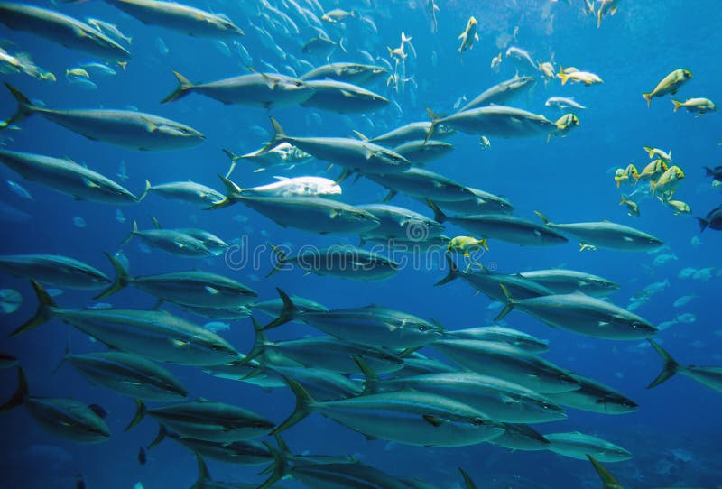 School vissen stock foto. Image of wild, vinnen, schoonheid - 21793198