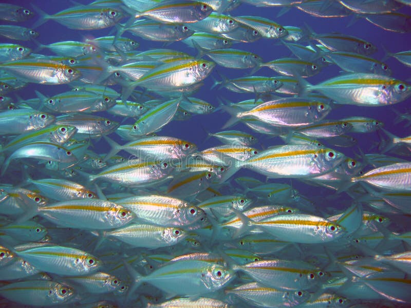 School vissen stock afbeelding. Image of blauw, streep - 2286539