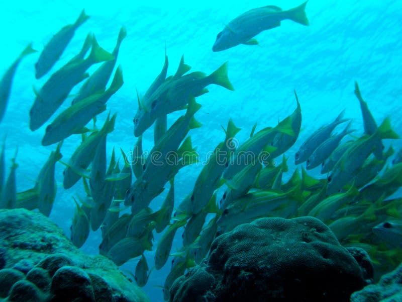 School van Vissen stock afbeelding. Image of achtergrond - 27550551