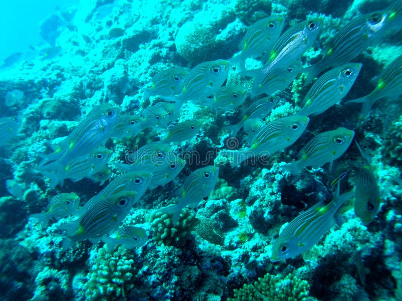 School vissen stock afbeelding. Image of achtergrond - 27550565