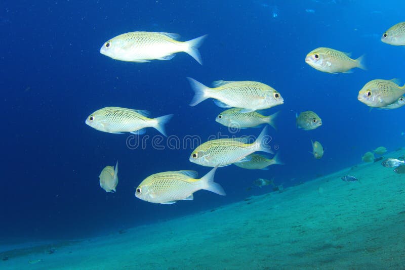 School van vissen stock afbeelding. Image of filippijnen - 45970371
