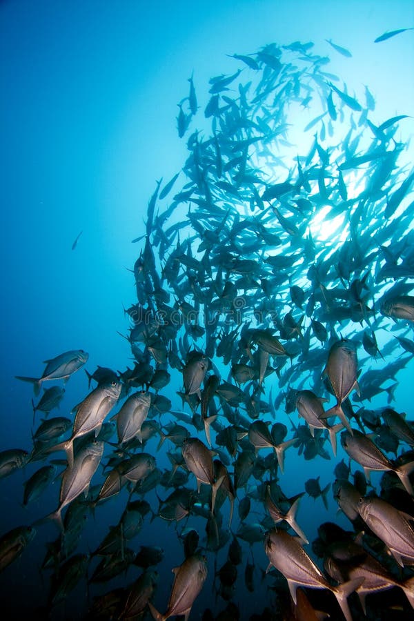 School Van Blauwe Coeruleus Van Zweempjeacanthurus Vissen Die Op ...