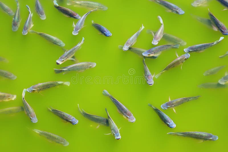 School vissen stock foto. Image of algen, dier, forel - 4204898