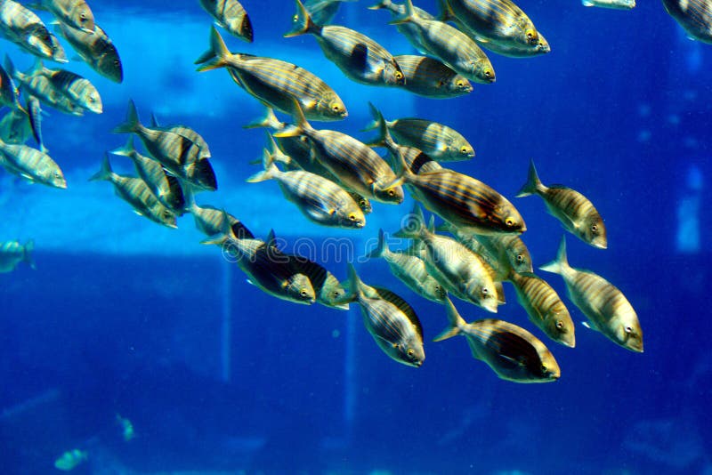 School van vissen stock afbeelding. Image of dier, hefboom - 4549755