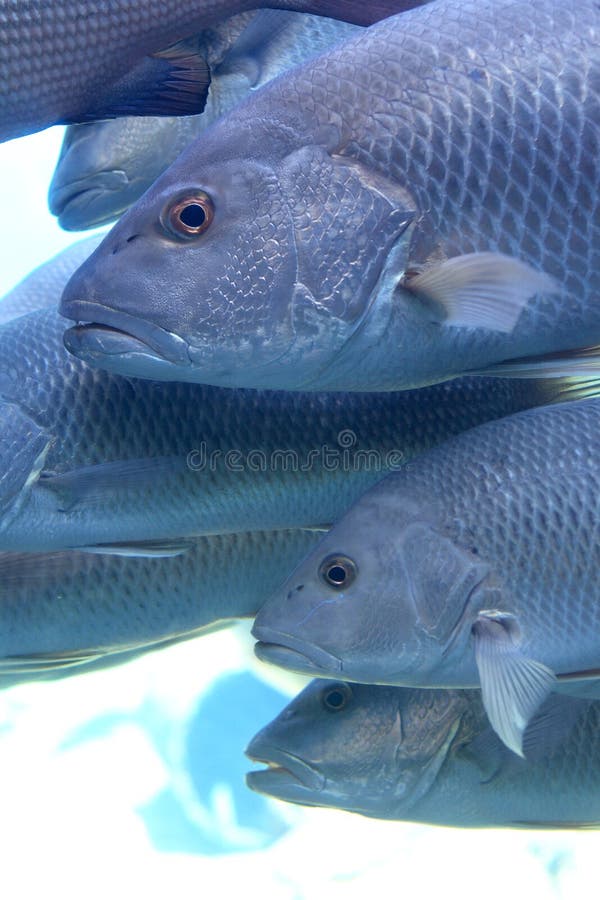 School vissen stock foto. Image of zeegezicht, naughty - 4550468