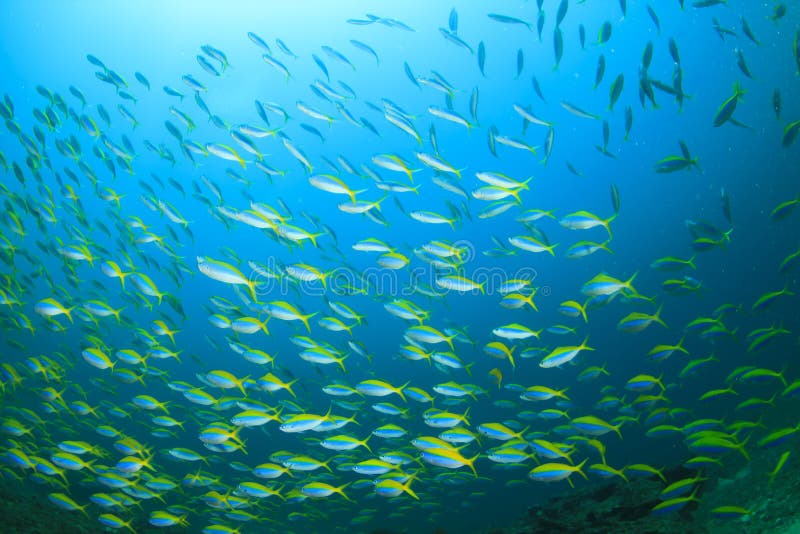 School van vissen stock afbeelding. Image of oceaan, blauw - 34648371