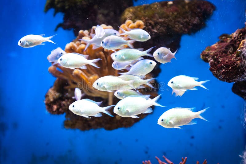 School van vissen stock afbeelding. Image of vissen, wetenschappen ...