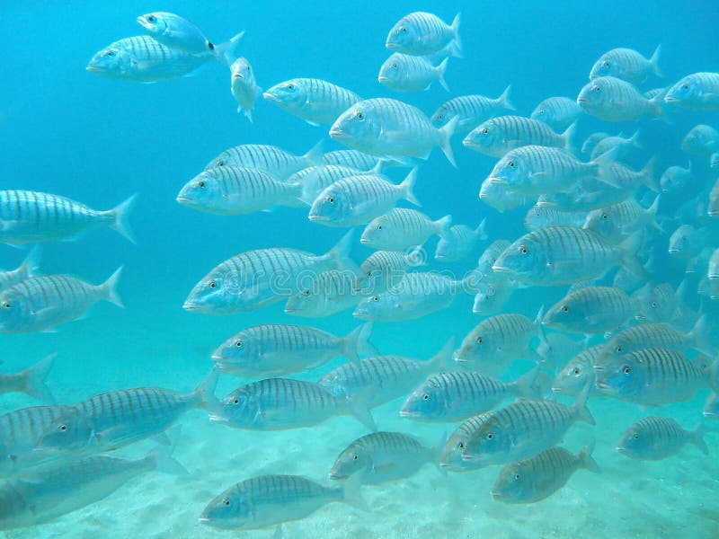 School Van Vissen Het Zwemmen Stock Afbeelding - Image of onderzees ...