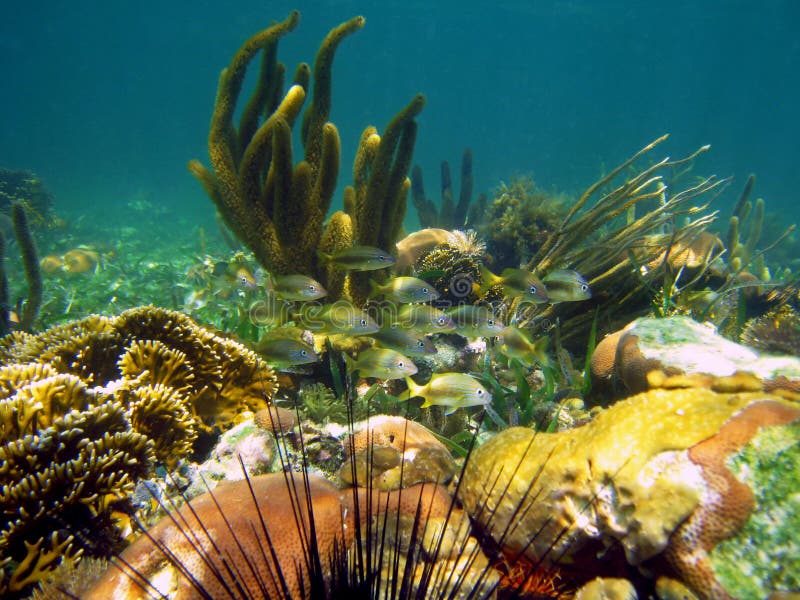 School Van Vissen in Koraal Stock Afbeelding - Image of oceaan ...