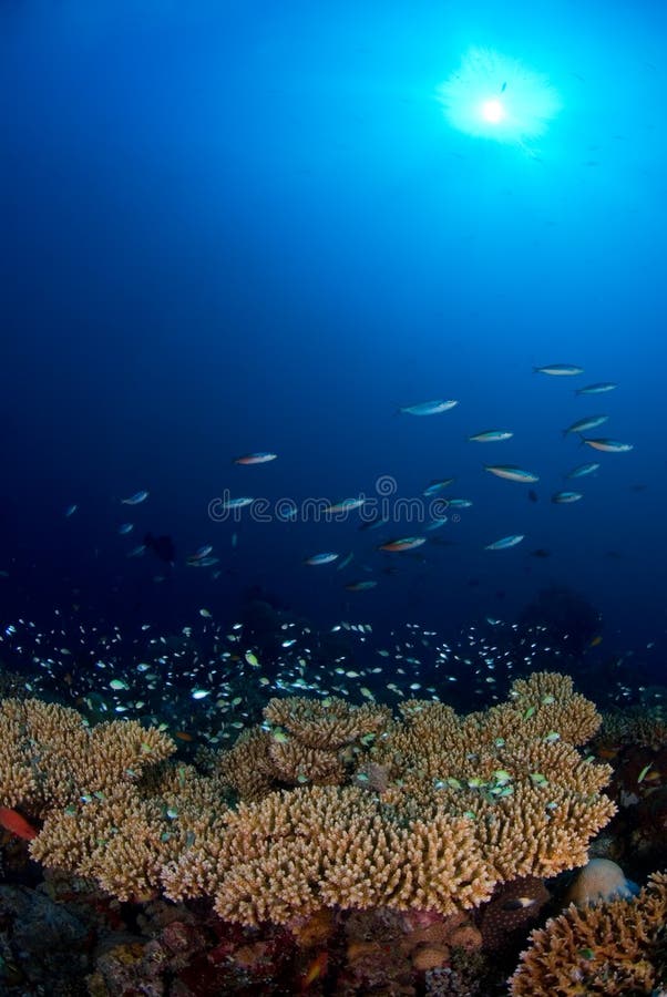 School Vissen Boven Een Koraalrif Stock Foto - Image of wijd, oceaan ...