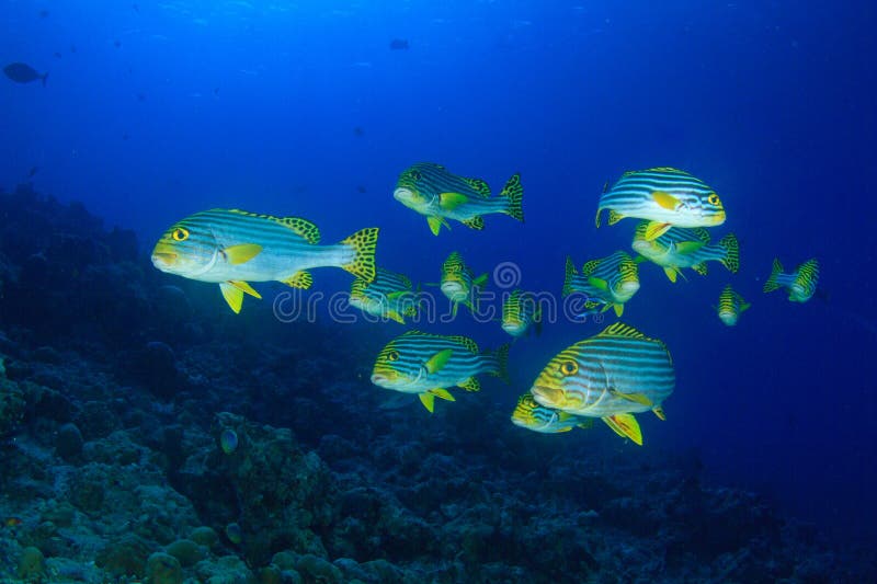 A School of Vibrantly Colored Fish Swims in the Indian Ocean Stock ...