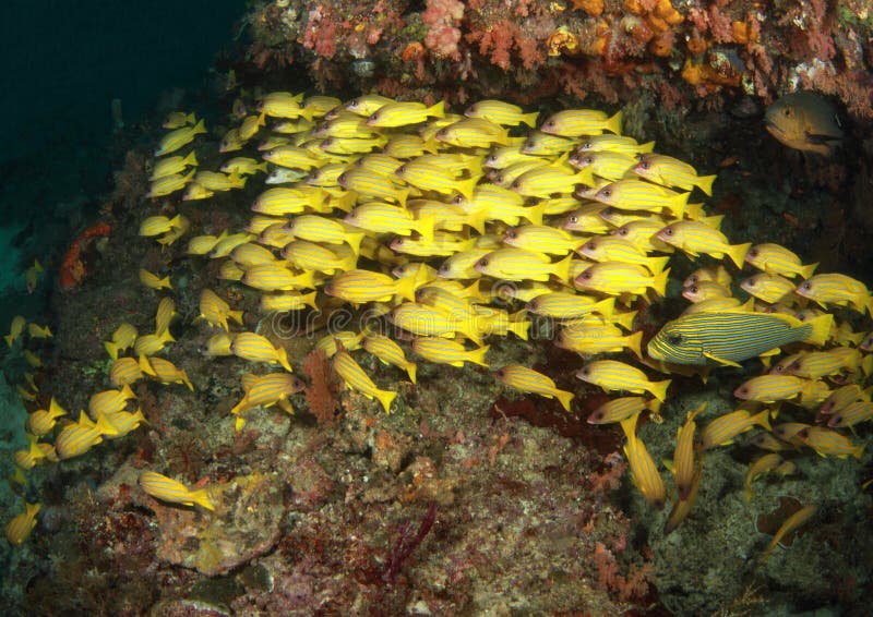 School of yellow fish stock image. Image of yellow, ocean - 23559249