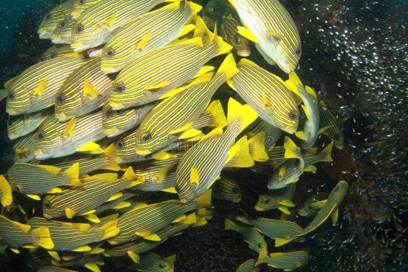 School of yellow fish stock photo. Image of stripped - 24251848