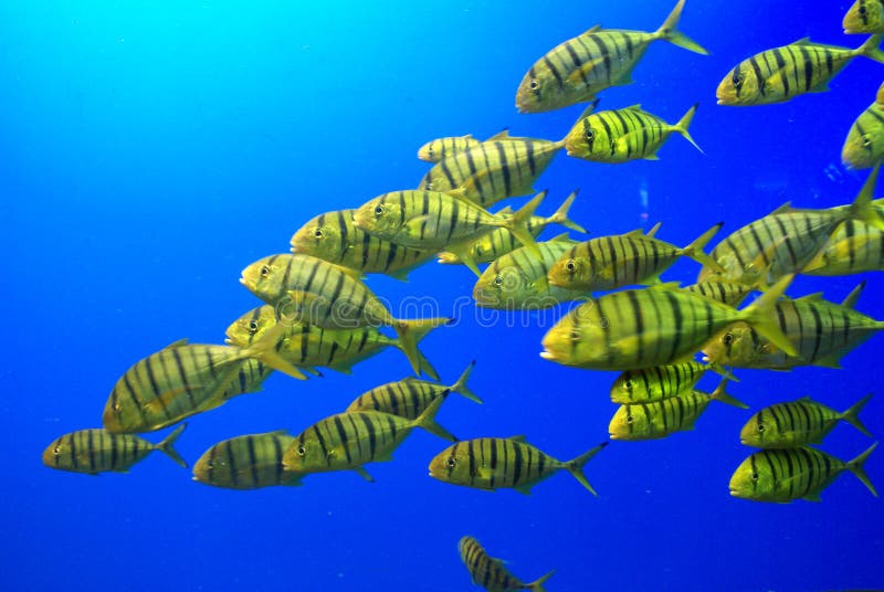Yellow Fish in Tank stock image. Image of diving, water - 2270465